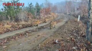 China has recorded its 1st-ever footage of a wild Siberian tigress with ...