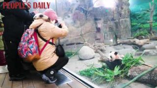 Giant panda twin brothers Zhi Shi and Zhi Ma are leisurely enjoying ...